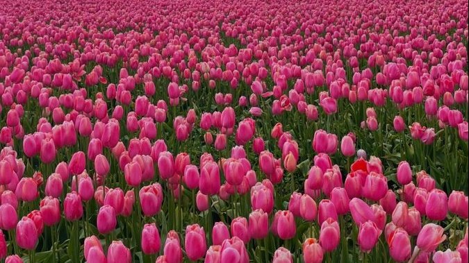 Carly Rousseau (@its_carlys_shelf) • Neobook