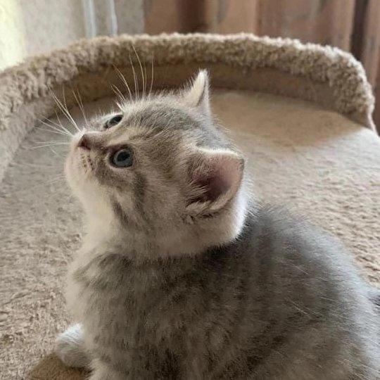 Лина Лина (@linnablin) • Neobook