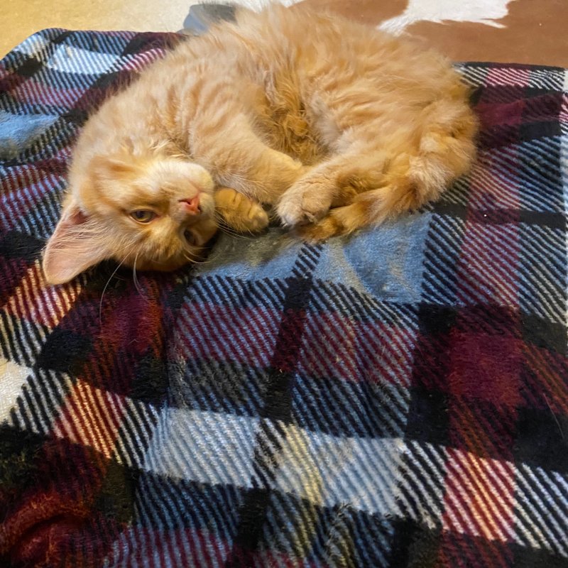 Phyllis Ryan (@ghost1996) • Neobook