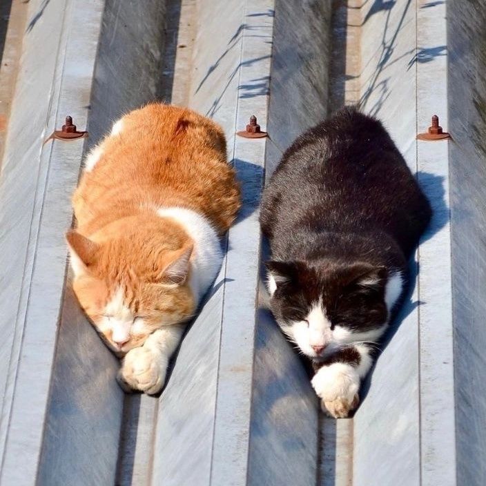 Jolene Elliott (@jasper) • Neobook