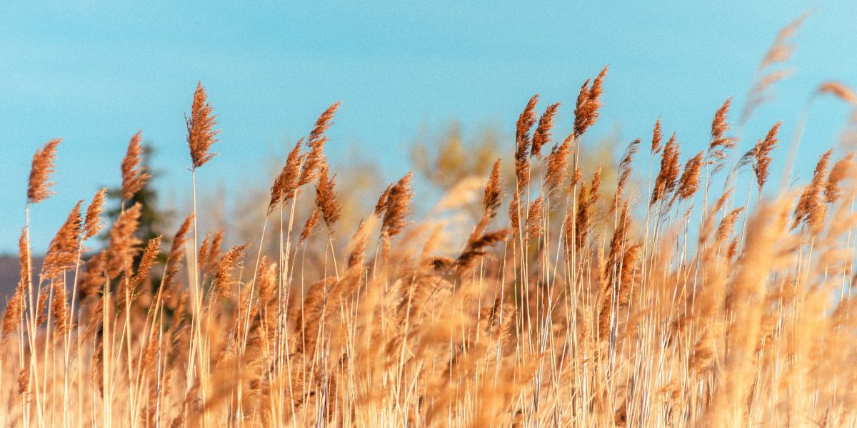 Red Pecora (@redpecora) • Neobook