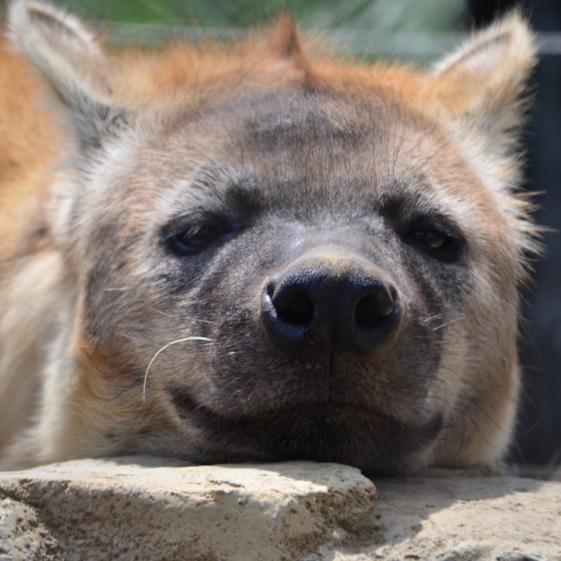 Spotted Yeen (@thespottedyeen) • Neobook