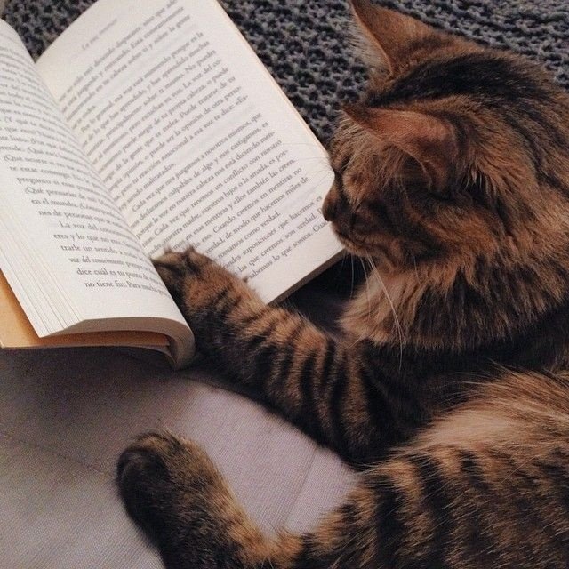 Tannie min (@mctannie) • Neobook